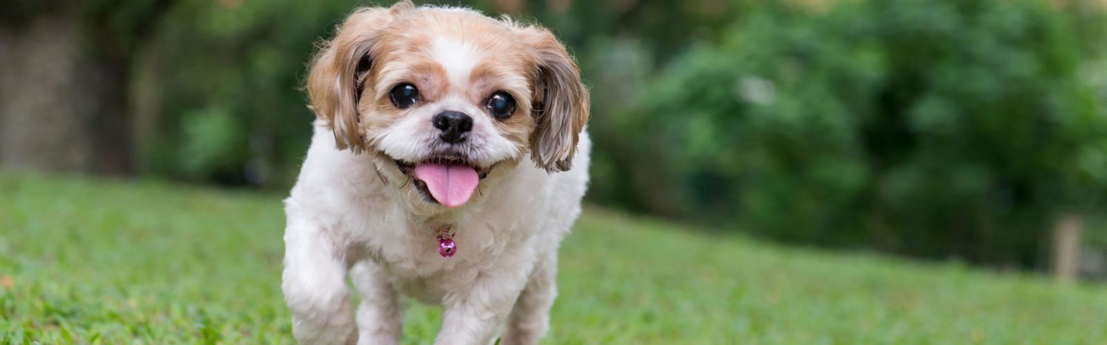 Casa Huellitas – Hotel de Perros en Guadalajara